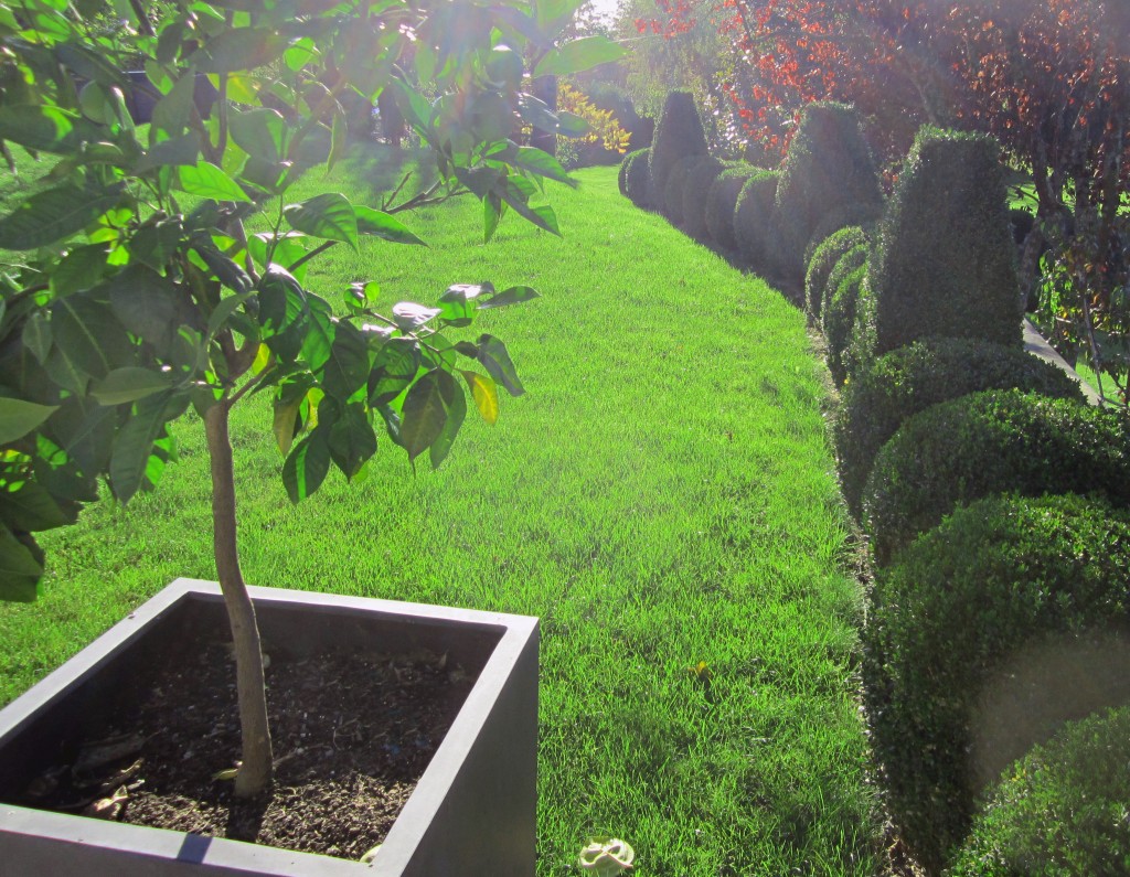 Plantations design - Maillefer Paysagiste SA - Genève